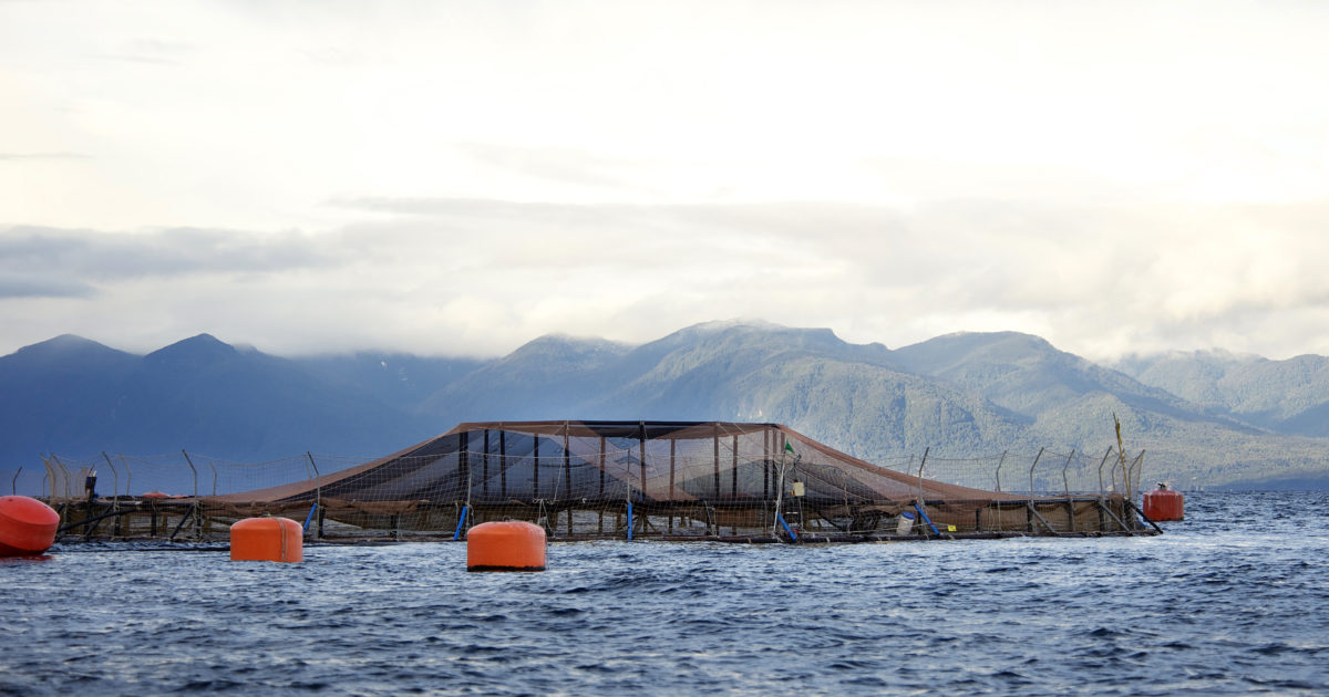 Cermaq Chile and Salmones Humboldt unite as one company - Cermaq Global