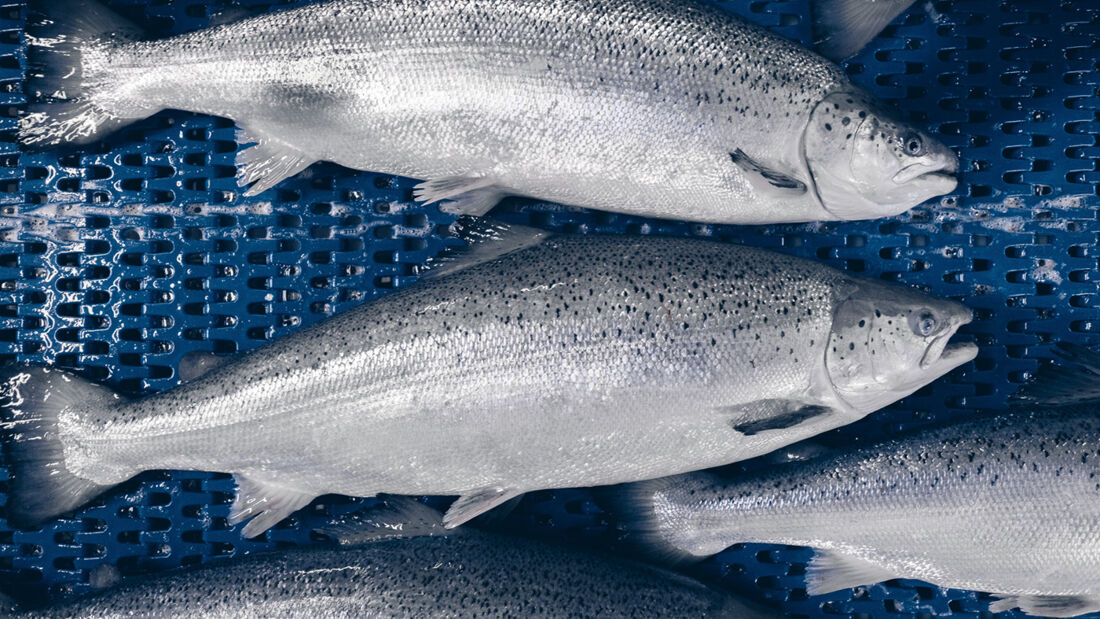 Japanese - Cermaq Global