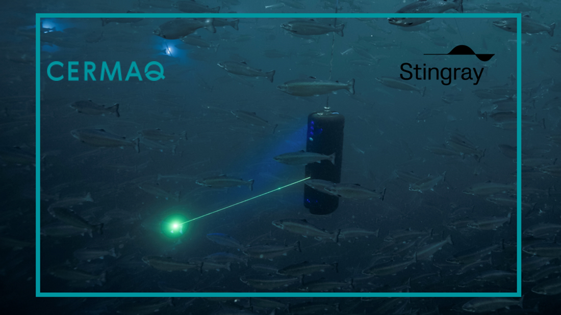 Cermaq Norway uses laser against salmon lice - Cermaq Global