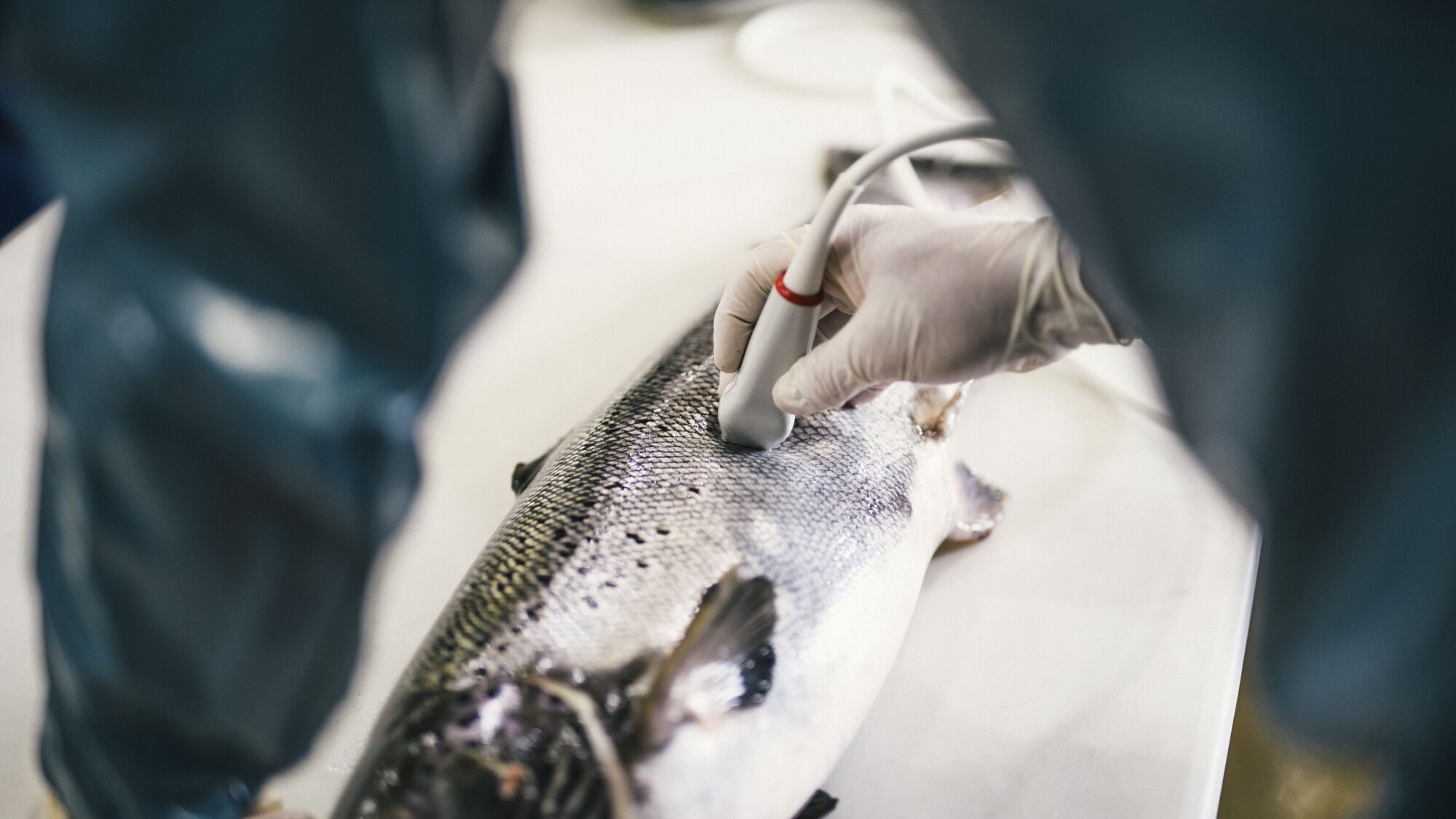 GENETICS AND BROOD STOCK - Cermaq Global