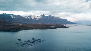 The Cermaq Standard - Cermaq Global