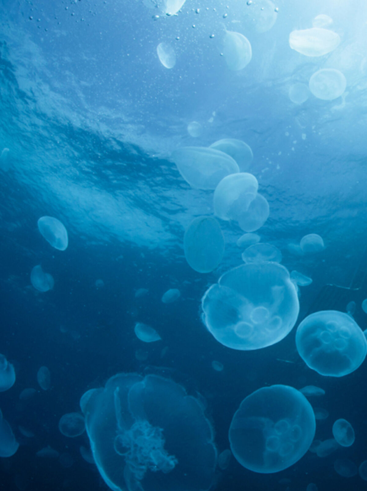 Brochures and reports - Cermaq Global