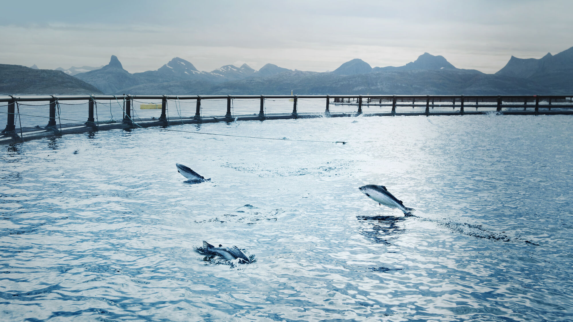 Salmon producer Cermaq to cut 35 per cent of emissions - Cermaq Global